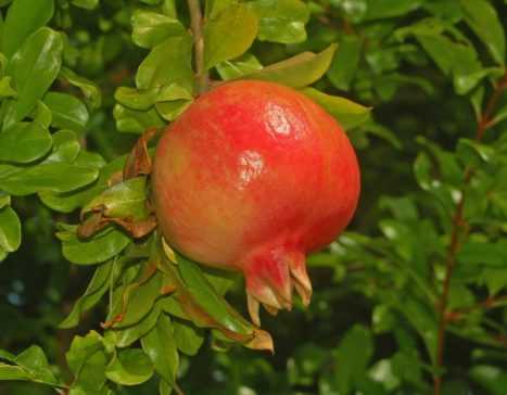 Le grenadier à fruits : planter, cultiver, récolter - Promesse de Fleurs