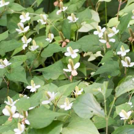 Houttuynia cordata - Poivre de Chine - Couvre-sol vivace pour lieu humide