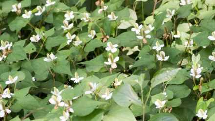 Houttuynia cordata, Poivre de Chine : planter, cultiver