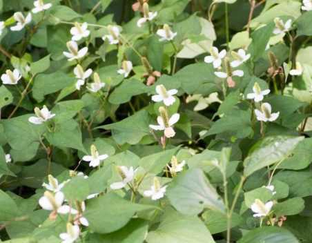 Houttuynia cordata, Poivre de Chine : planter, cultiver