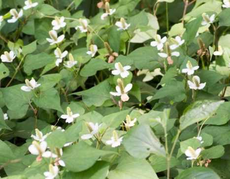 Houttuynia cordata - Poivre de Chine - Couvre-sol vivace pour lieu humide