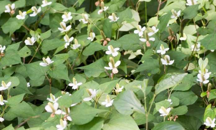 Houttuynia cordata - Poivre de Chine - Couvre-sol vivace pour lieu humide