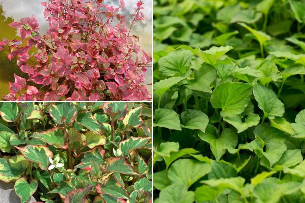 Houttuynia cordata, Poivre de Chine : planter, cultiver