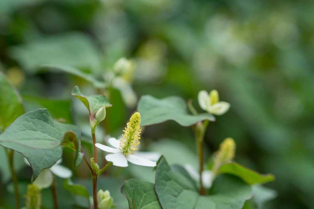 Houttuynia cordata, Poivre de Chine : planter, cultiver