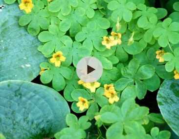 Capucine : semer, planter, entretenir - Promesse de Fleurs