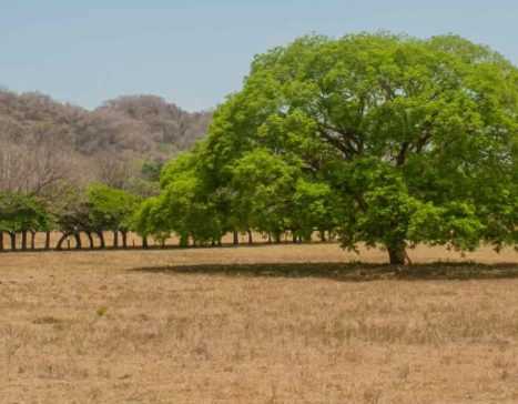 Arbres résistants à la sécheresse - Promesse de Fleurs
