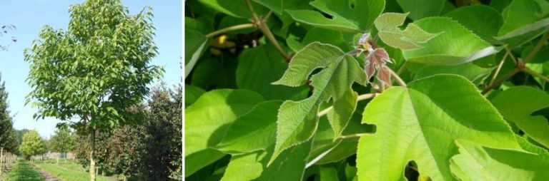 Arbres résistants à la sécheresse - Promesse de Fleurs