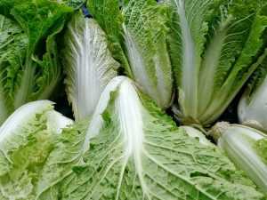6 choux chinois à découvrir - Promesse de Fleurs