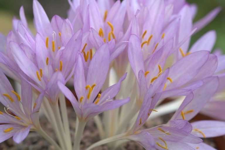 Colchique : les plus belles variétés - Promesse de Fleurs