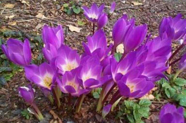 Colchique : les plus belles variétés - Promesse de Fleurs