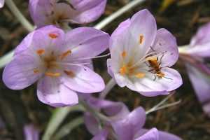 Colchique : les plus belles variétés - Promesse de Fleurs