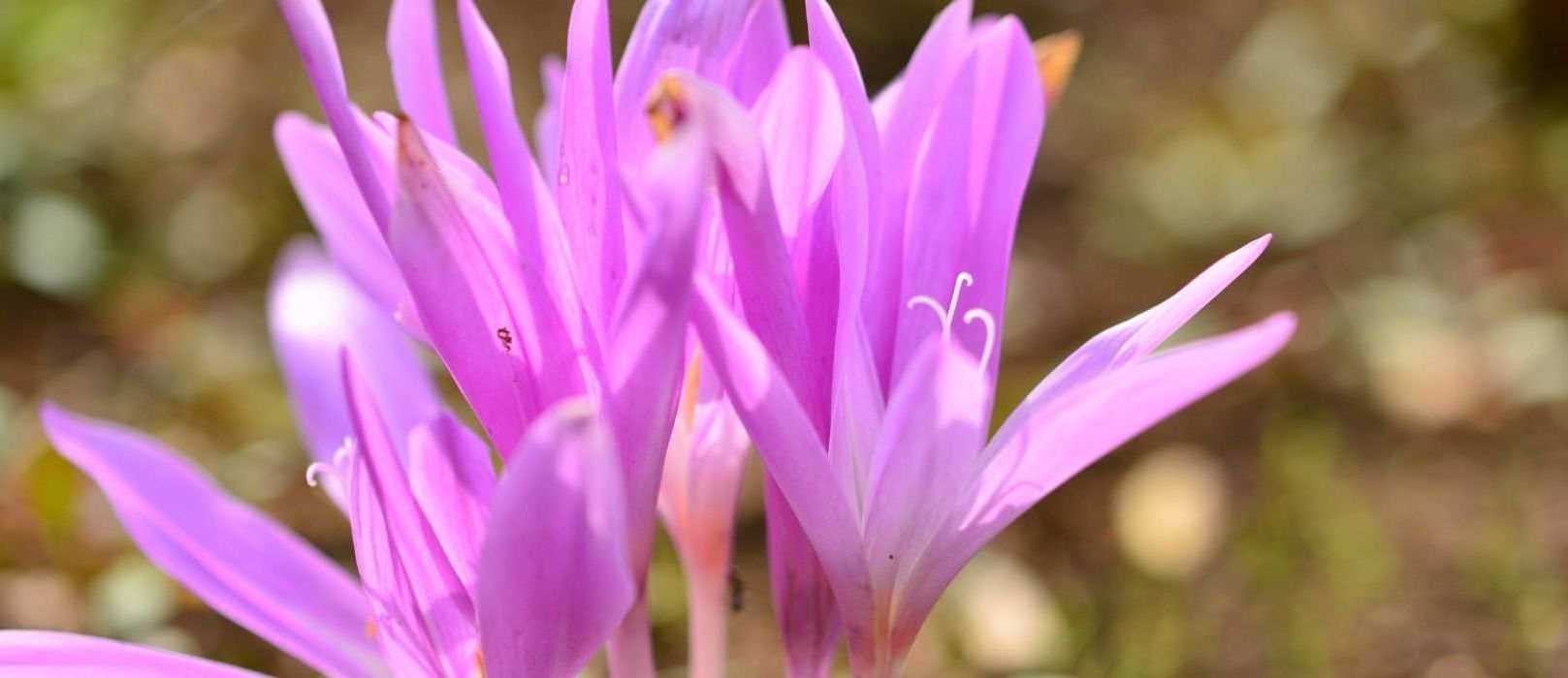 Comment cultiver des Colchiques en pot ? - Promesse de Fleurs