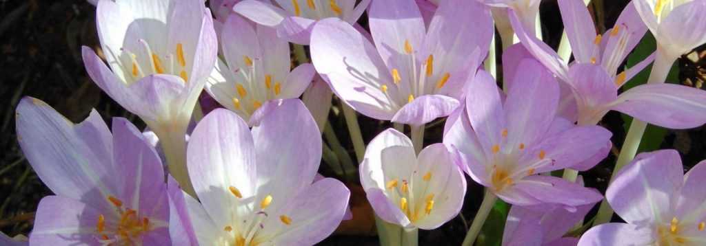 Colchique : les plus belles variétés - Promesse de Fleurs