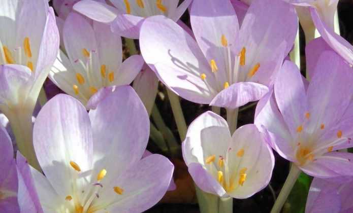 Colchique : conseils de plantation, culture et entretien