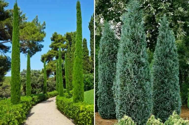 10 arbres à port colonnaire : notre sélection - Promesse de Fleurs