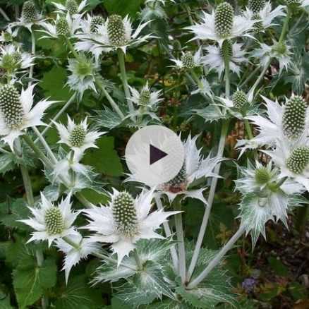 Eryngium alpinum Blue Star - Chardon bleu des Alpes