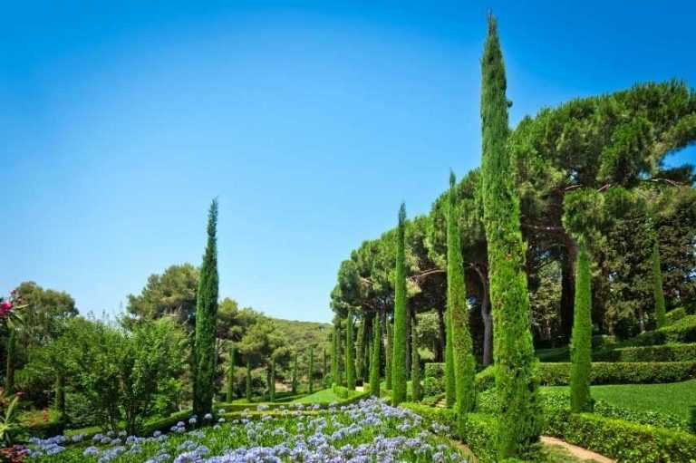 10 arbres à port colonnaire : notre sélection - Promesse de Fleurs