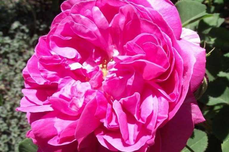 10 rosiers parfumés à fleurs roses - Promesse de Fleurs