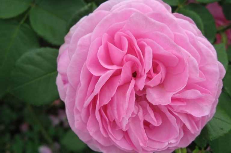 10 rosiers parfumés à fleurs roses - Promesse de Fleurs