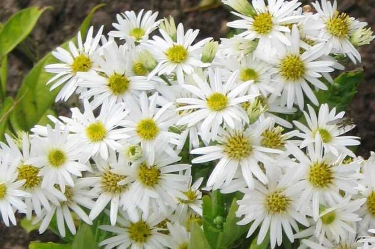 Des asters résistants aux maladies - Promesse de Fleurs