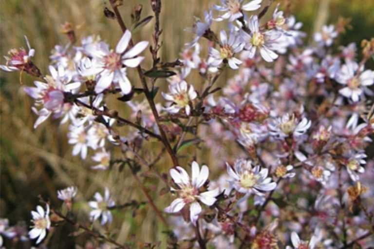 Des asters résistants aux maladies - Promesse de Fleurs