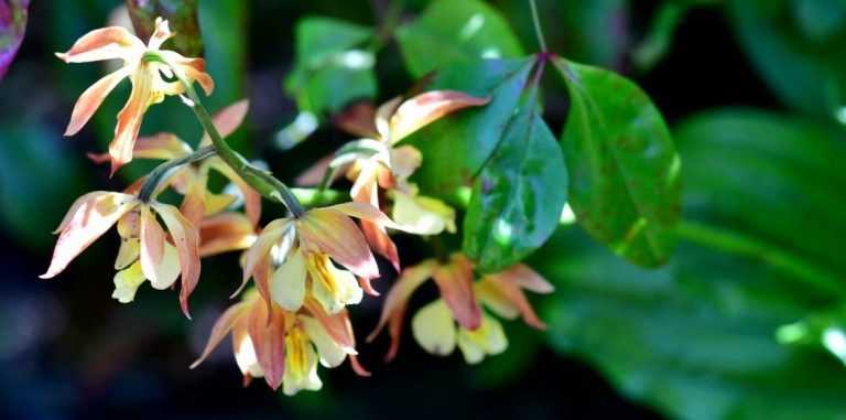 Calanthe : planter et cultiver - Promesse de Fleurs