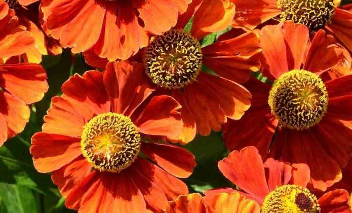 Helenium, Hélénie : plantation, culture, entretien - Nos conseils