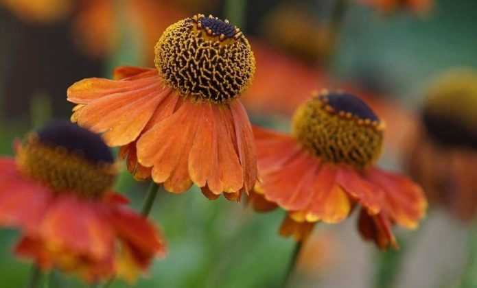 9 Heleniums : les plus belles variétés - Promesse de Fleurs