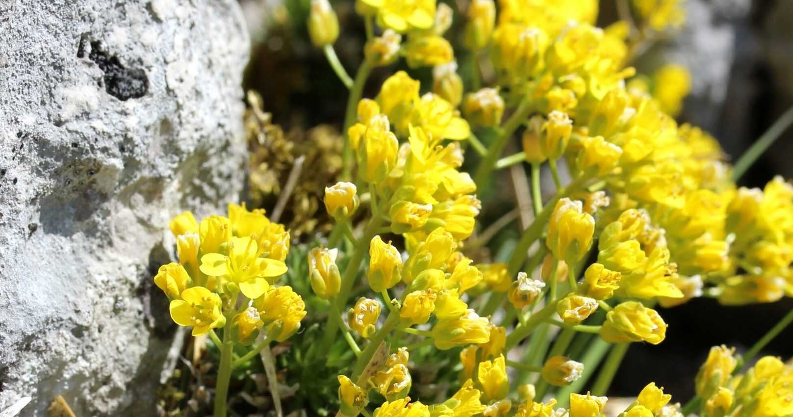 Draba, drave : nos conseils de plantation et de culture