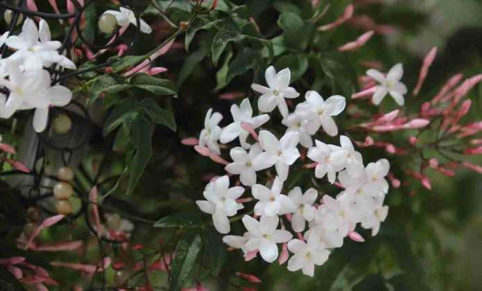 Cultiver un jasmin en pot - Promesse de Fleurs