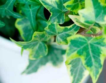 Lierre en pot : variétés, type de pot, plantation et entretien