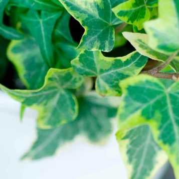 Lierre en pot : variétés, type de pot, plantation et entretien