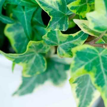 Lierre en pot : variétés, type de pot, plantation et entretien