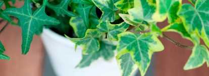 Lierre en pot : variétés, type de pot, plantation et entretien