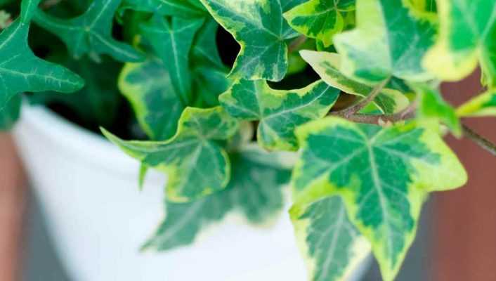 Lierre en pot : variétés, type de pot, plantation et entretien