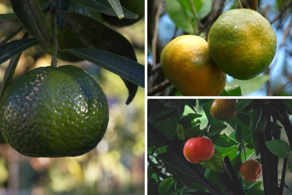 Le mandarinier : planter, tailler et récolter les fruits - Promesse de ...