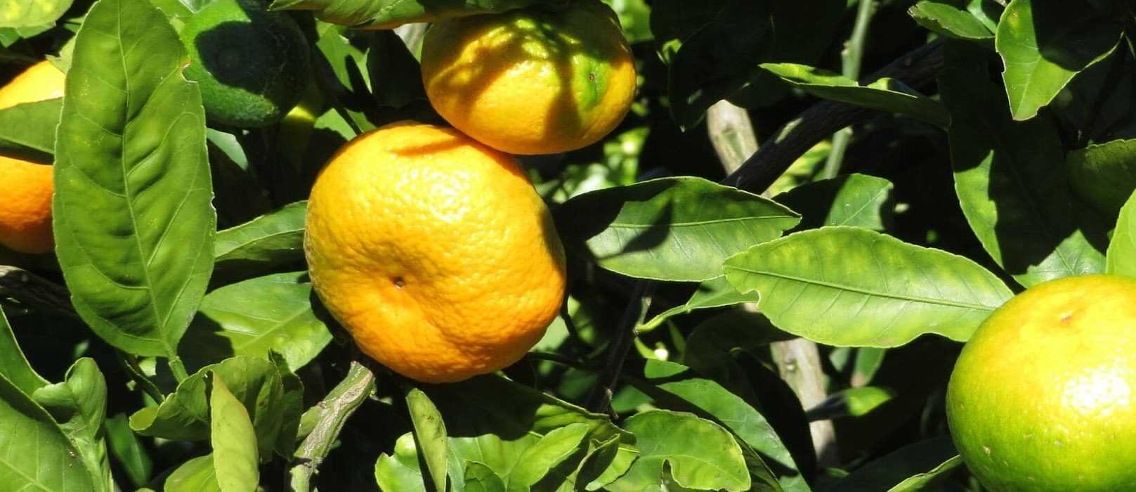 Le mandarinier : planter, tailler et récolter les fruits - Promesse de ...