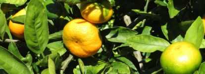 Le mandarinier : planter, tailler et récolter les fruits - Promesse de ...