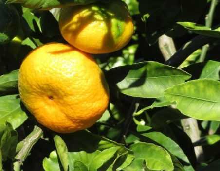 Le mandarinier : planter, tailler et récolter les fruits - Promesse de ...