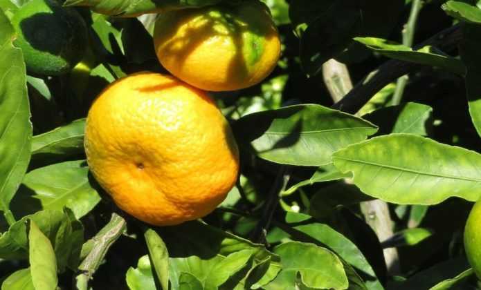 Le mandarinier : planter, tailler et récolter les fruits - Promesse de ...