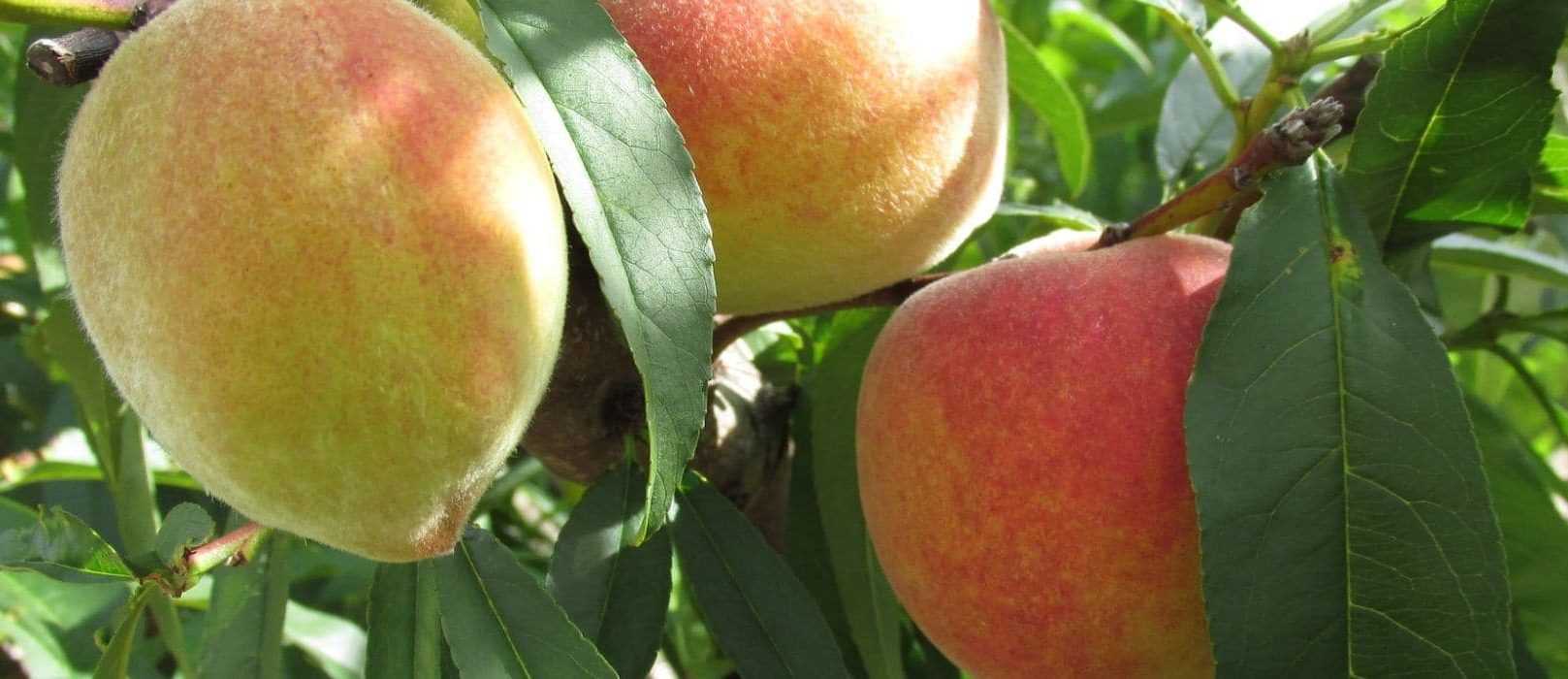 Le pêcher : le planter, le tailler et récolter ses fruits - Promesse de ...