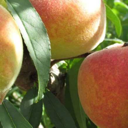 Le pêcher : le planter, le tailler et récolter ses fruits - Promesse de ...