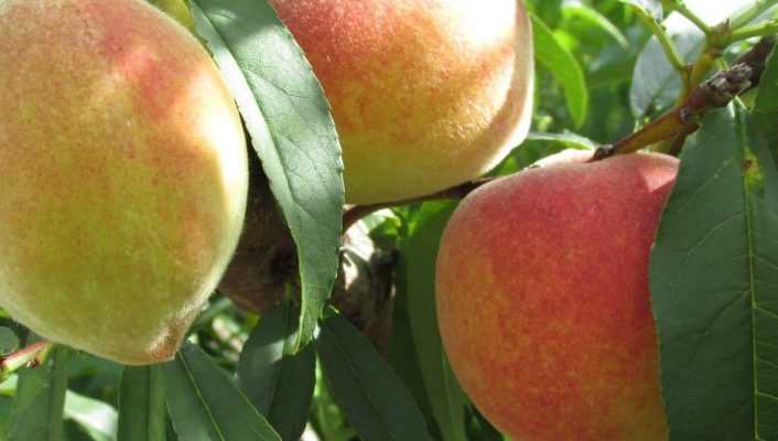 Le pêcher : le planter, le tailler et récolter ses fruits - Promesse de ...