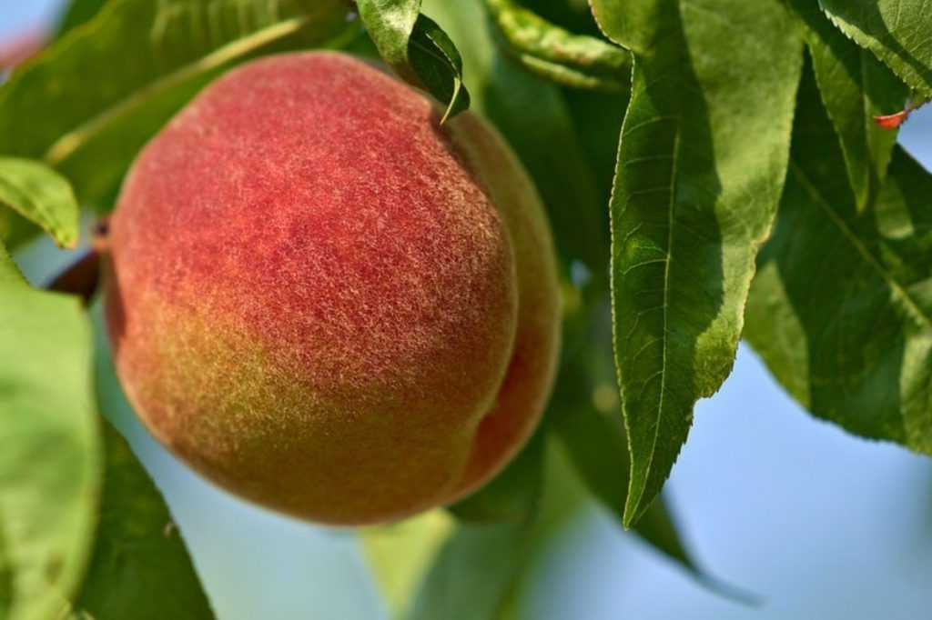 Le pêcher : le planter, le tailler et récolter ses fruits - Promesse de ...