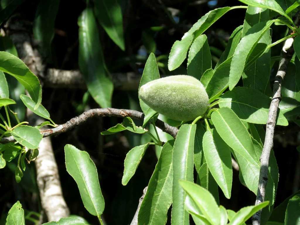Amandier Ferragnes - Prunus dulcis - Prunus amygdalus autostérile