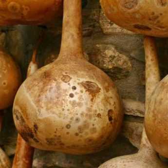 Calebasse : récolte, vidage, séchage, curage et entretien