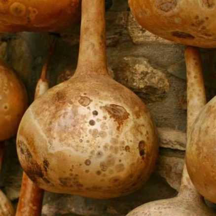 Calebasse : récolte, vidage, séchage, curage et entretien