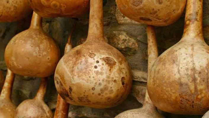 Calebasse : récolte, vidage, séchage, curage et entretien