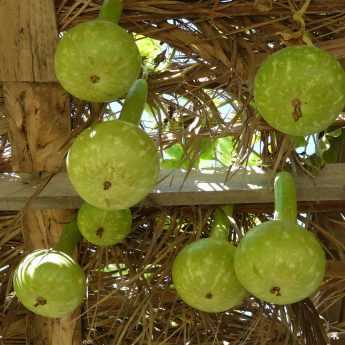 Calebasse ou gourde : semis, culture et récolte - Promesse de Fleurs