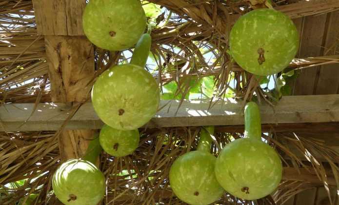 Calebasse ou gourde : semis, culture et récolte - Promesse de Fleurs
